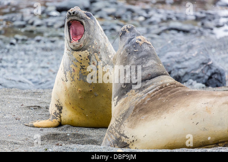 Southern elephant seals, annual catastrophic molt, Hannah Point ...