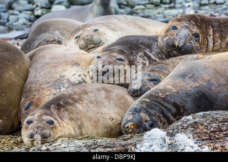 Southern elephant seals, annual catastrophic molt, Hannah Point ...