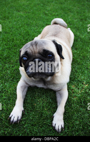 Pug lying down in grass Stock Photo - Alamy