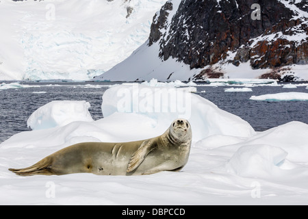 Crabeater Seal, Cuverville Island, Antarctica Stock Photo - Alamy