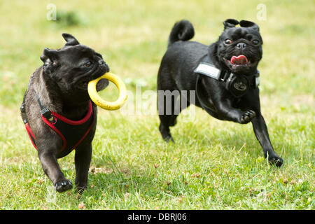 Berlin, Germany. 03rd Aug, 2013. A pug runs around during the 4th ...