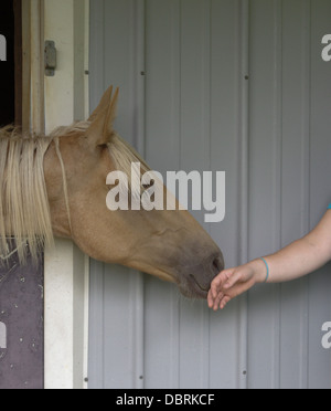 Palomino Tennessee Walking Horse Yearling Filly Stock Photo - Alamy