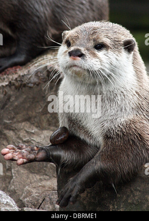 Otter playing with a pebble Stock Photo - Alamy