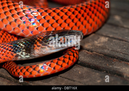 Black-headed Calico Snake (Oxyrhopus vanidicus) from the Peruvian ...