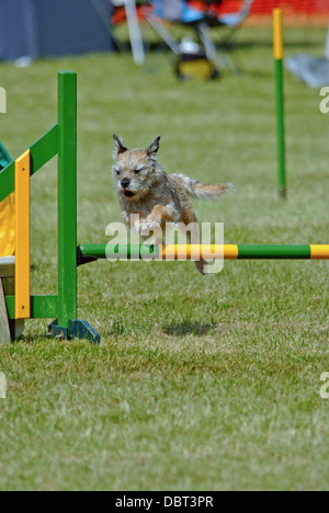 Terrier going over jump at Agility Dog show Stock Photo - Alamy