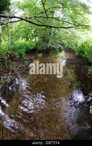 Chalk stream habitat, River Stiffkey, Norfolk, England, United Kingdom ...