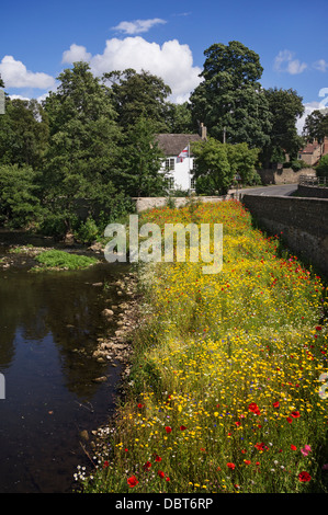Crakehall, North Yorkshire. A river bank of wild meadow flowers sown by ...