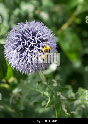 Allium stellatum - Autumn Onion Stock Photo - Alamy