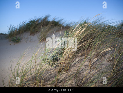 Vegetation moved by wind. The plants are on the beach sand and ...
