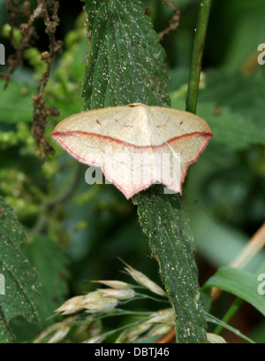 Blood-vein moth (Timandra griseata). British insect in the family ...