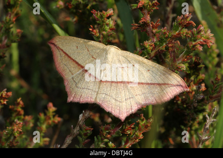 Close-up of the Blood-vein Moth (Timandra comae Stock Photo - Alamy