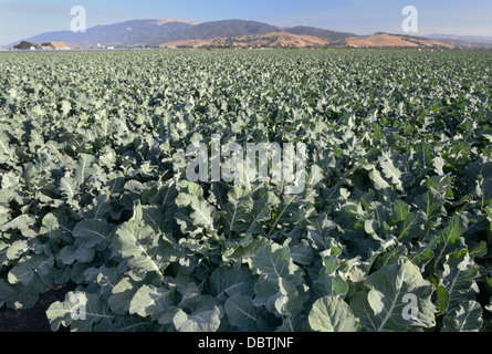Kale fields, Salinas Valley, central CA Stock Photo - Alamy