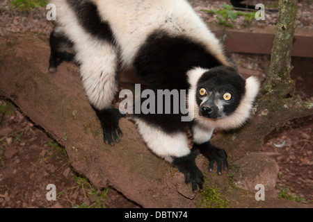 White-belted black and white ruffed lemur (Varecia variegata subcinta ...