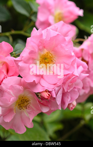 Climbing rose (Rosa Manita Stock Photo - Alamy