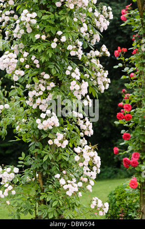 Climbing rose, Rosa 'Dentelle de Malines' Breeder : Lens (BEL) 1986 ...