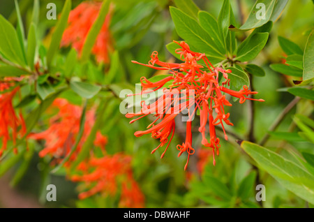 Notro or Chilean firetree (Embothrium coccineum) is a small evergreen ...