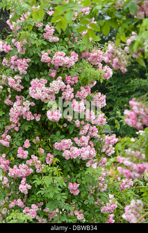 Hybrid rose (Rosa 'Blush Rambler') in bloom Stock Photo - Alamy