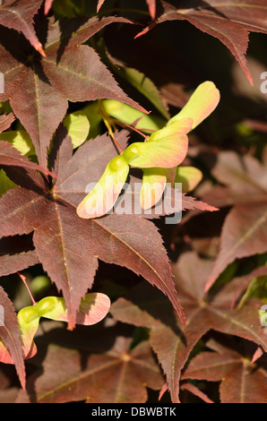 JAPANESE MAPLE 'ATROPURPUREUM' (ACER PALMATUM) UNDER NORWAY MAPLE (ACER ...