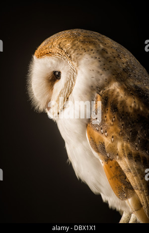 Barn owl portrait, side profile Stock Photo - Alamy