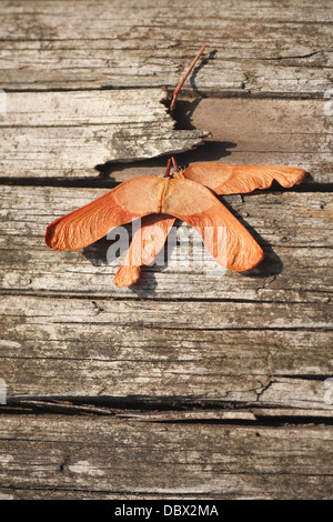 sycamore maple seeds, an example of wind dispersal, commonly known as ...