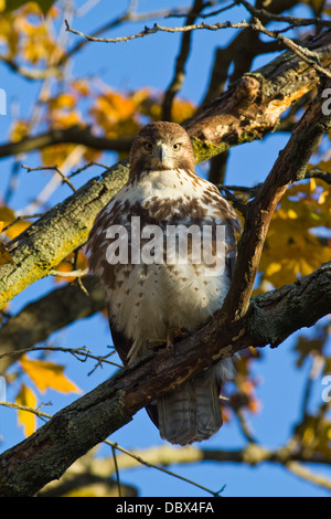 Red-Tailed Hawk sitting in a tree Stock Photo - Alamy