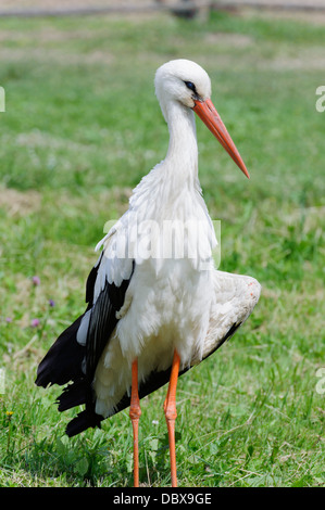 Stork in Lithuania, Europe Stock Photo - Alamy