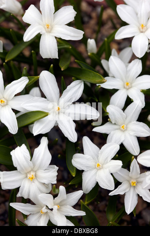 Chionodoxa luciliae 'Alba' Stock Photo - Alamy