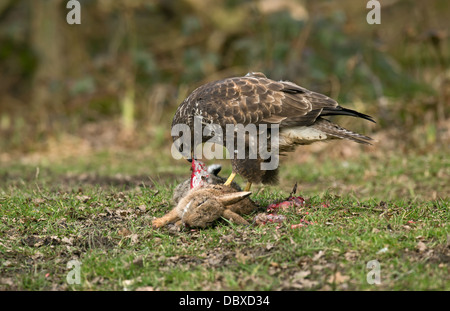 Common Buzzard eating rabbit Stock Photo - Alamy