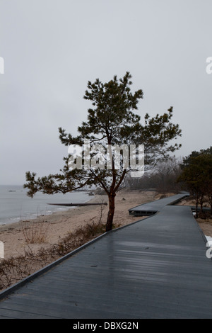 Tree At The Baltic Sea Stock Photo - Alamy