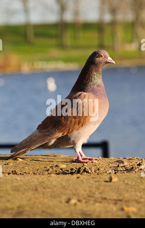 Feral Pigeon (Columba livia Stock Photo - Alamy