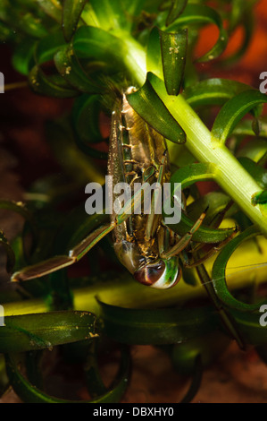 Backswimmer (Notonecta sp Stock Photo - Alamy