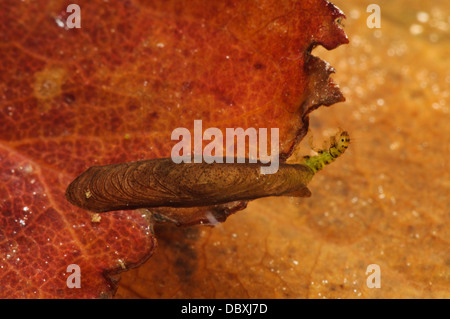 Salt and Pepper Microcaddisfly (Agraylea multipunctata Stock Photo - Alamy