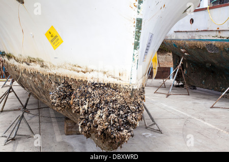 Mussels attached to a boat hull in dry dock in Avila Beach California ...