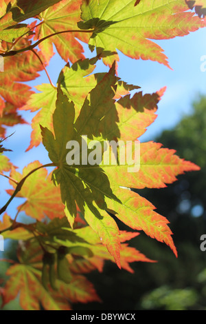 twigs of a sycamore maple tree in front of clear blue sky with ...