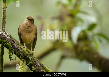 Clay-colored robin, national bird of Costa Rica Stock Photo - Alamy