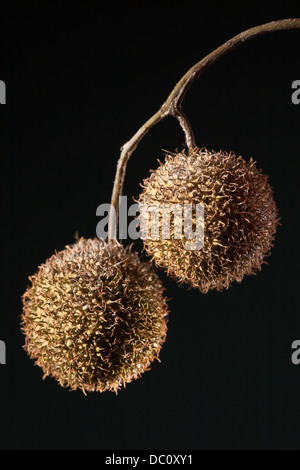 Sycamore Seed Pods Stock Photo - Alamy