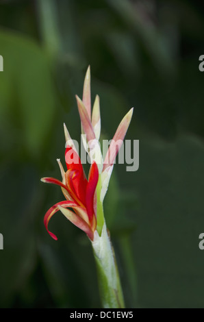 Kardali flower, Indian Shot or Canna Indica. Canna lily Stock Photo - Alamy