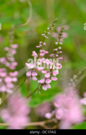 Australian Indigo (Indigofera australis), flowering Stock Photo - Alamy