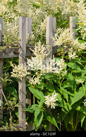 Alpine knotweed (Aconogonon alpinum syn. Polygonum alpinum Stock Photo ...