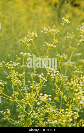 Apium graveolens L Apium graveolens L Stock Photo - Alamy