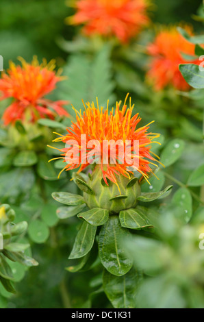 Safflower (Carthamus tinctorius) is an annual plant cultivated for its ...