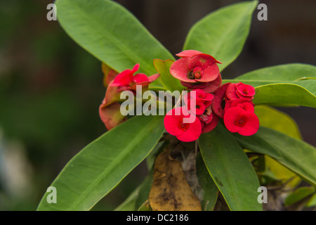 Poi Sian tree with red flowers, tinged leaves and blue background Stock ...