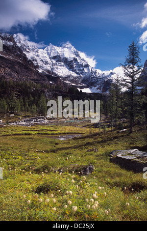 Opabin Plateau, Lake O'Hara Region of Yoho National Park, Canadian ...