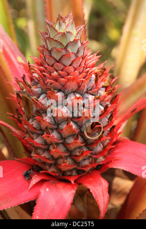 Red Ornamental variegated Pineapple fruit Stock Photo - Alamy
