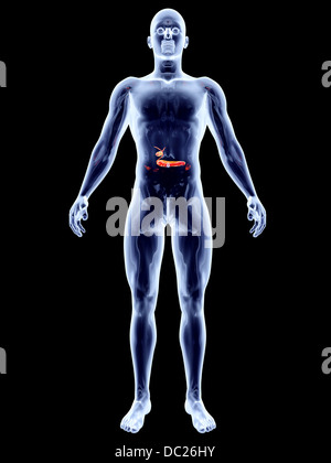 The internal Biliary Organs. 3D rendered anatomical illustration Stock ...