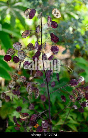 Honesty seeds, Lunaria annua Stock Photo - Alamy