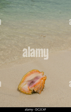 Colorful Conch Shell on the shore, in the Bahamas Stock Photo: 1814727 ...