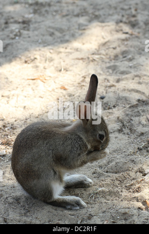 rabbit with very long ears while you clean the muzzle Stock Photo - Alamy