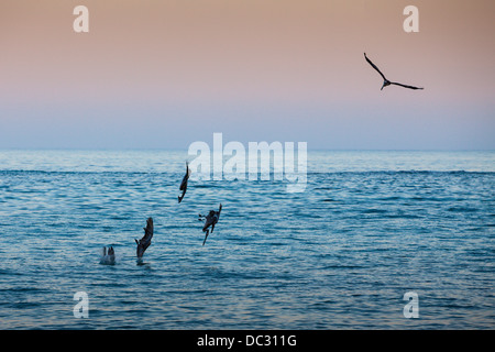 Pelicano hunting at Sunset, Pelicanus occidentalis, Cabo Pulmo National ...