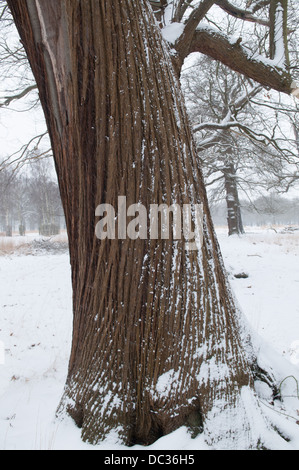 Tree trunk in Richmond Park, Surrey with lots of holes - the nest of ...